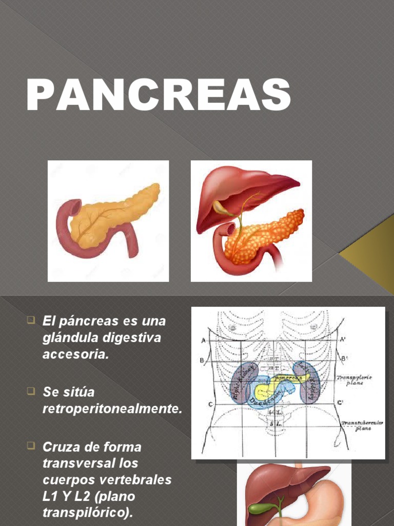 La anatomía y funciones del páncreas | PDF | Páncreas | Especialidades ...