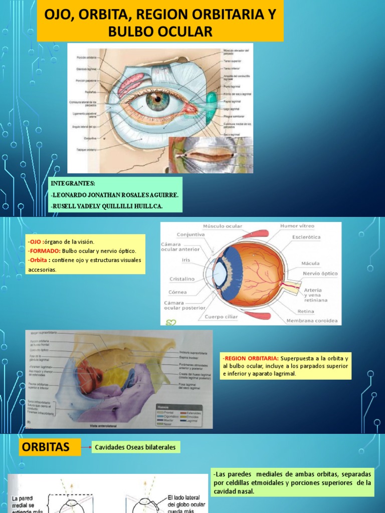 Anatomía de la órbita y bulbo ocular | PDF | Ojo humano | Ojo