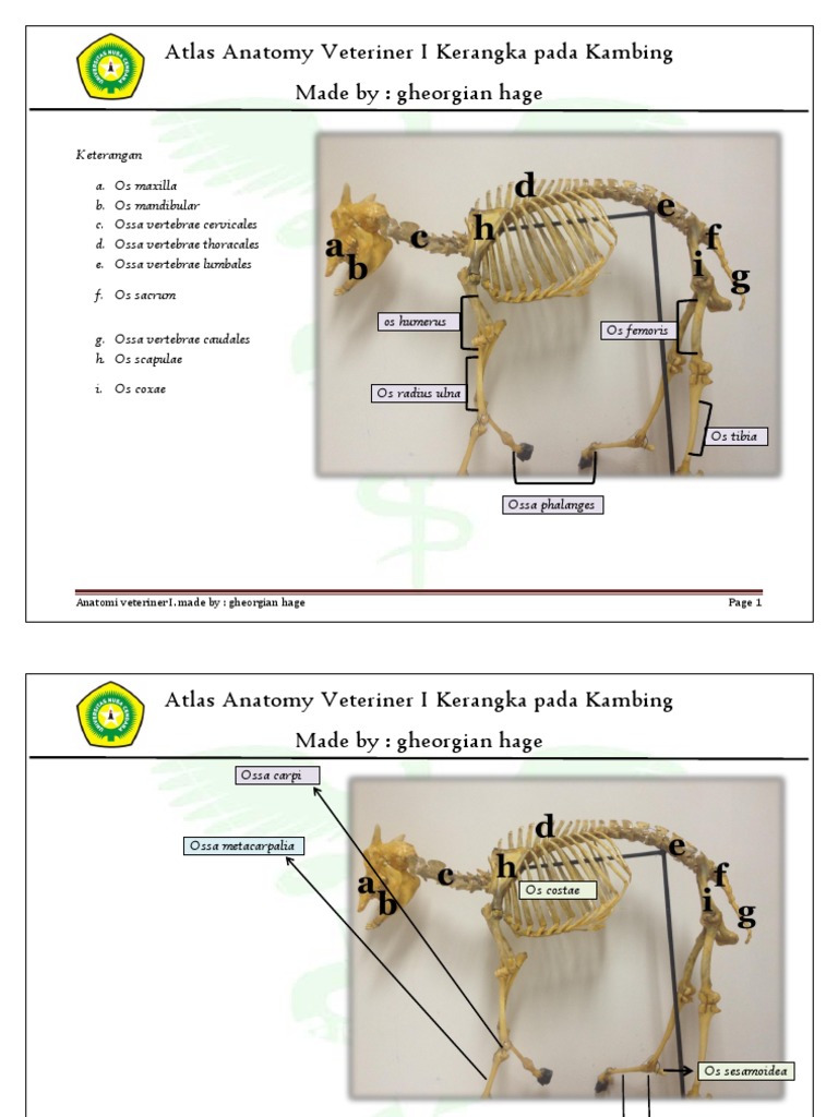 Atlas Anatomy Veteriner I Kerangka Pada Kambing Made By: Gheorgian Hage ...