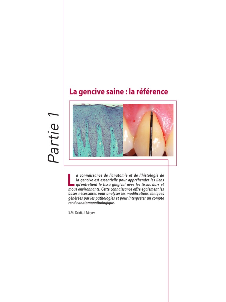Anatomie et histologie de la gencive | PDF | Épithélium | Cytoplasme