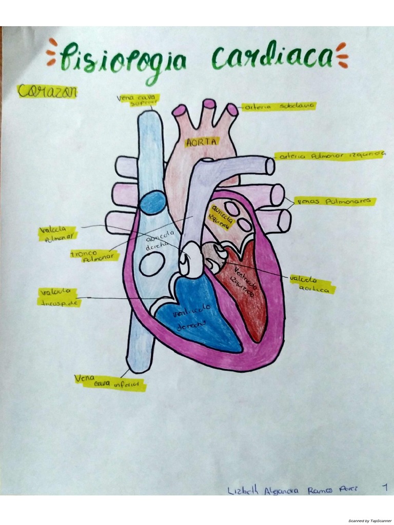 Fisiología Cardiaca | PDF