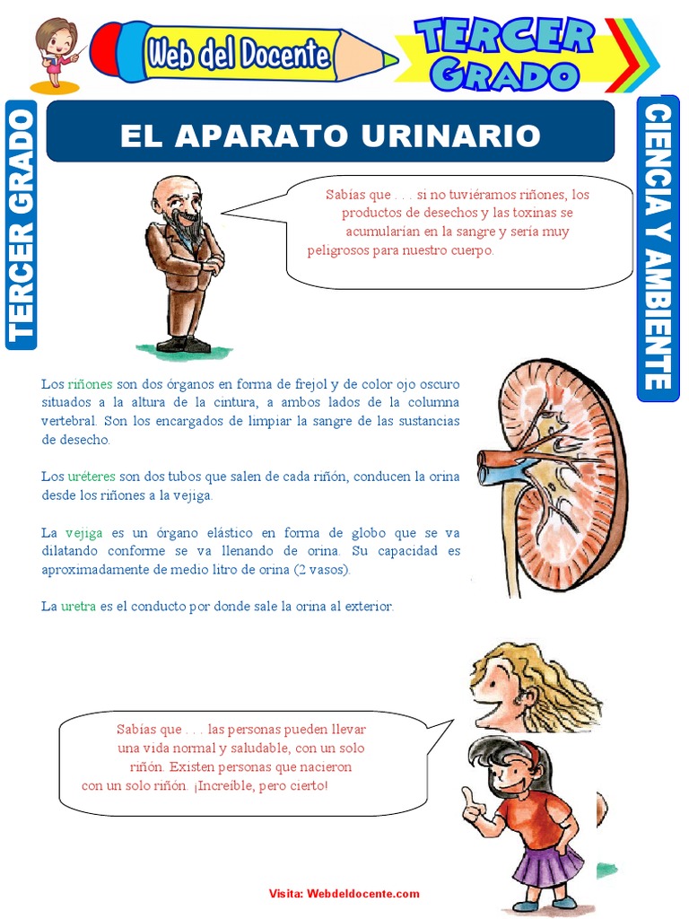 El Aparato Urinario para Tercer Grado de Primaria | PDF | Sistema urinario | Riñón
