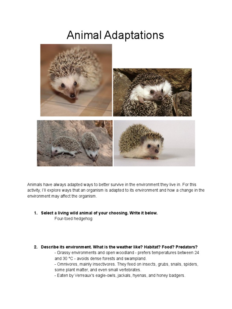 Animal Adaptions Project | PDF | Zoology | Organisms