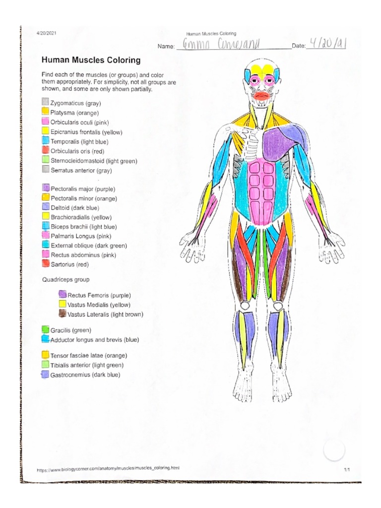 Muscle Coloring and Labeling | PDF