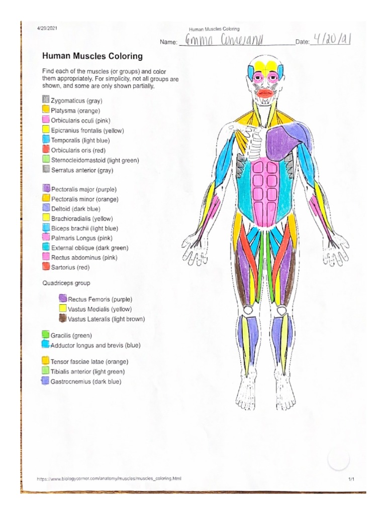Human Muscle Coloring | PDF
