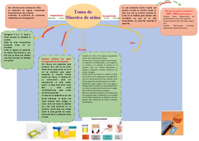 Mapa Conceptual Toma de Muestra Orina | PDF | Orina | Sistema urinario