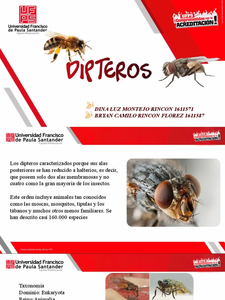 DIPTEROS | PDF | Mosca | Insectos