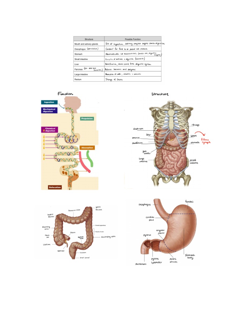 Digestive System Function and Structure | PDF