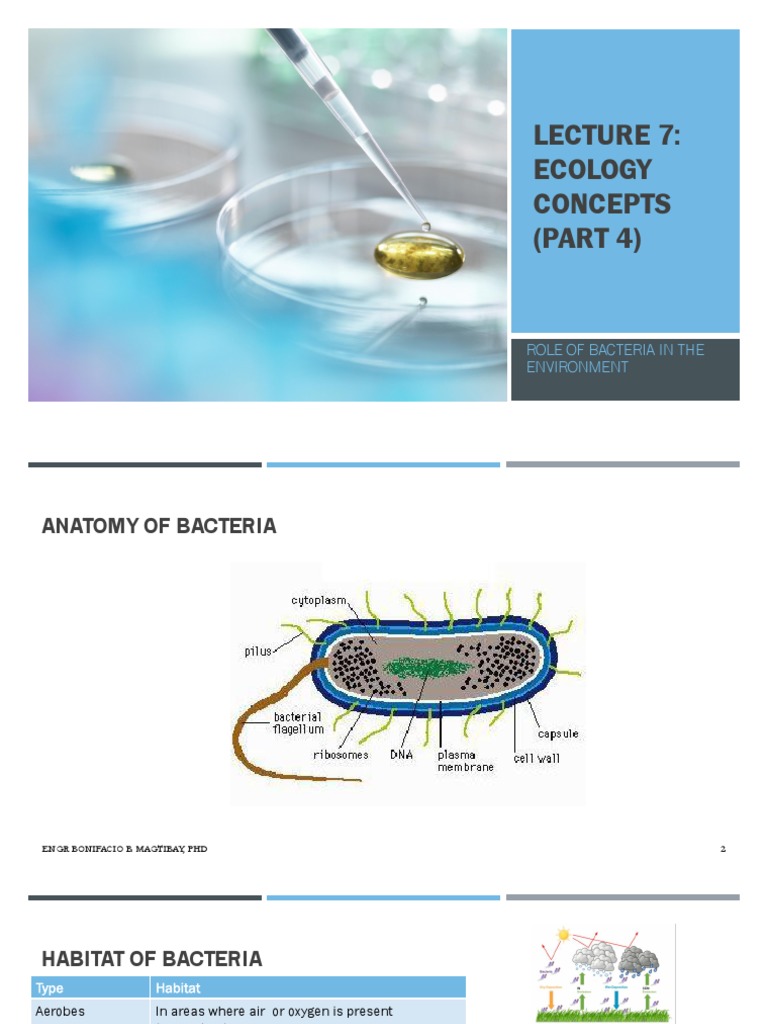 Ecology Concepts (PART 4) : Role of Bacteria in The Environment | PDF ...