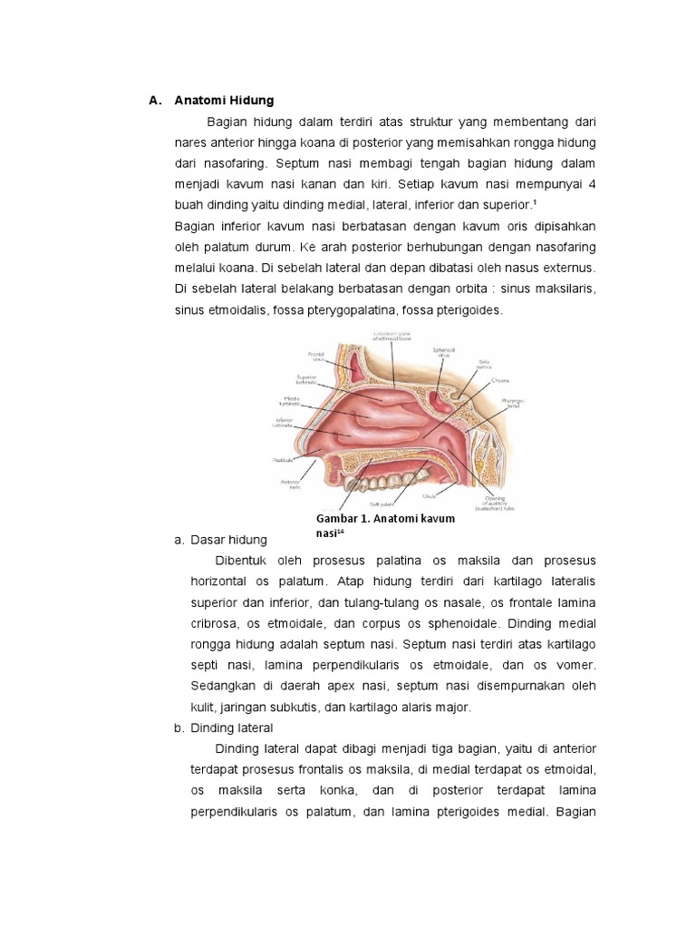 Anatomi dan Fisiologi Hidung | PDF