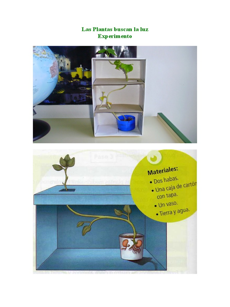 Las Plantas Buscan La Luz | PDF