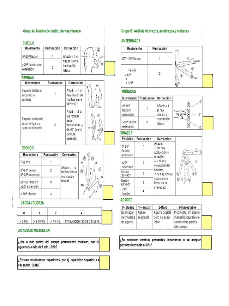 Formato para Reba | PDF