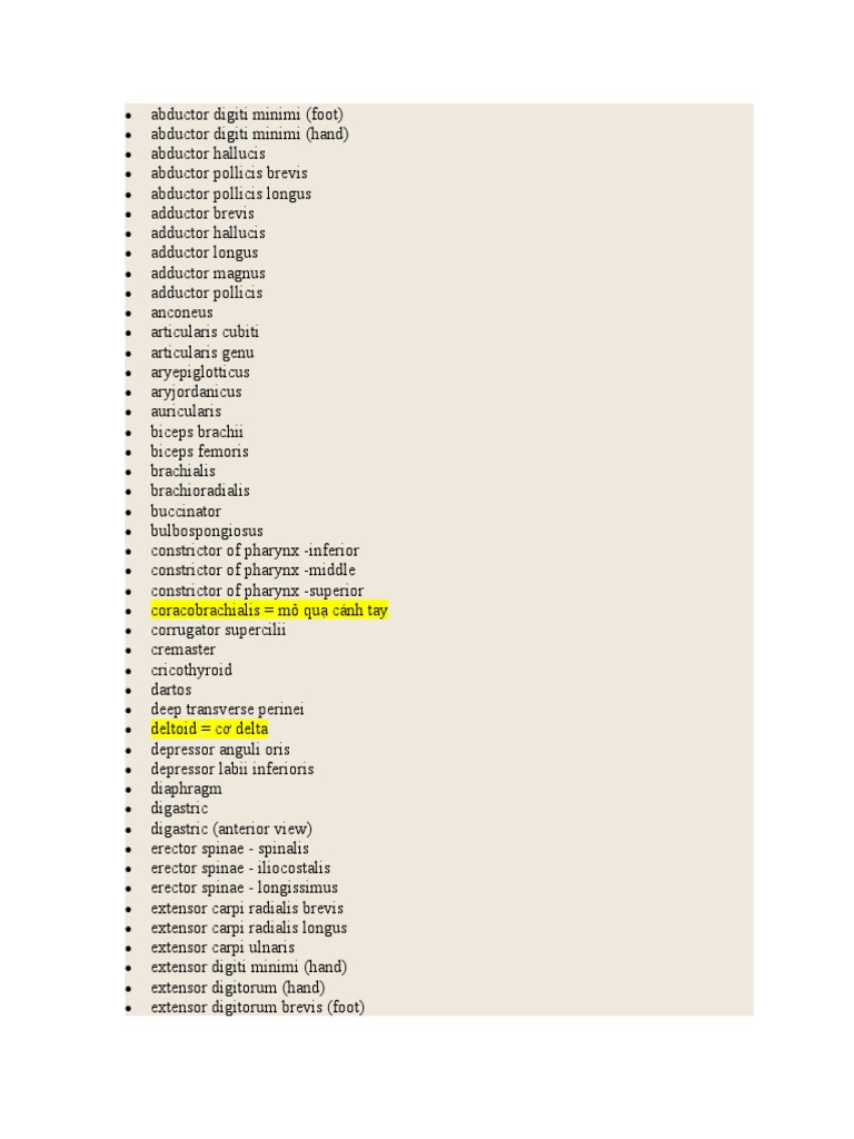 List of Muscles English and Vietnamese | Download Free PDF | Foot | Thumb