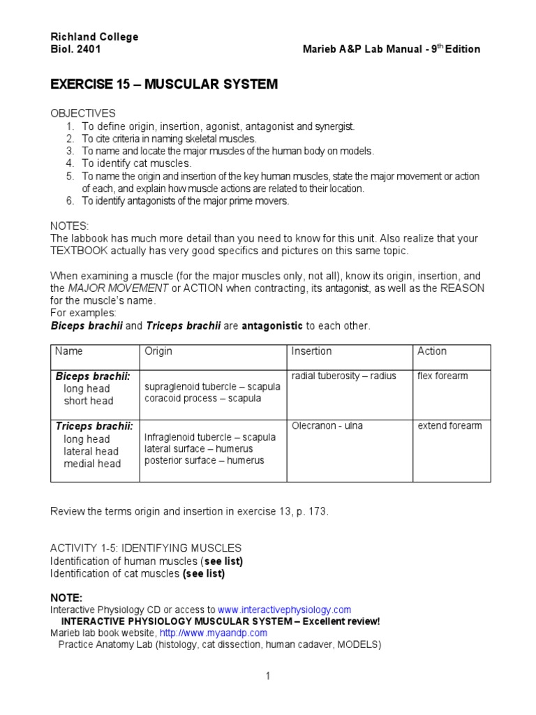 Muscular System Anatomy Guide | PDF | Musculoskeletal System | Human ...