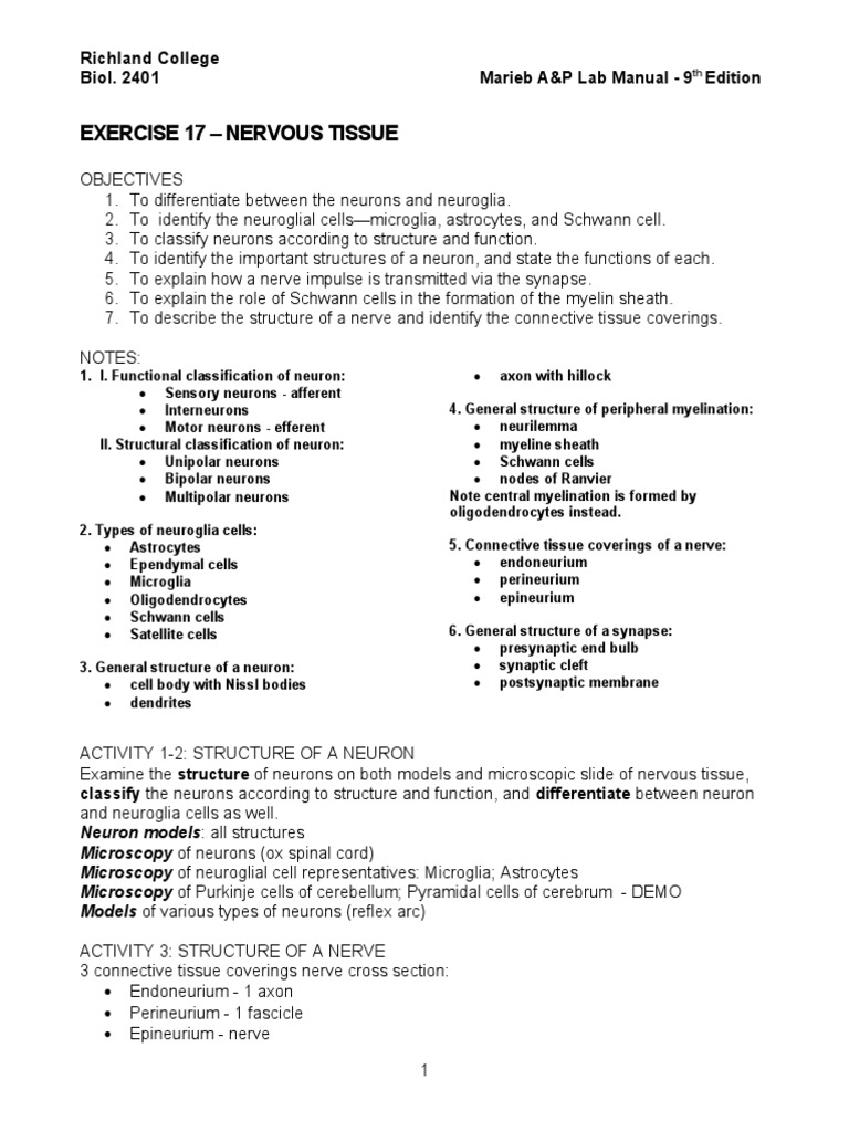 Exercise 17 - Nervous Tissue: Richland College Biol. 2401 Marieb A&P ...