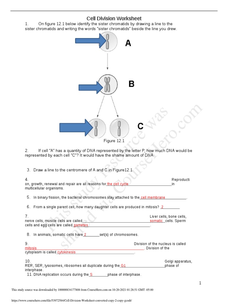 This Study Resource Was: Cell Division Worksheet | PDF | Mitosis | Cell ...