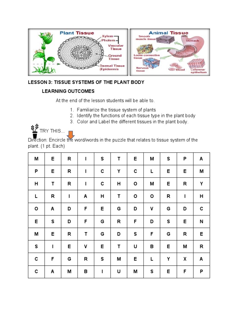 General Botany Module Lesson 3 | PDF | Plant Stem | Tissue (Biology)