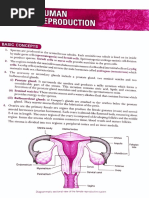 Class 12 - Biology - Human Reproduction | PDF | Menstrual Cycle ...