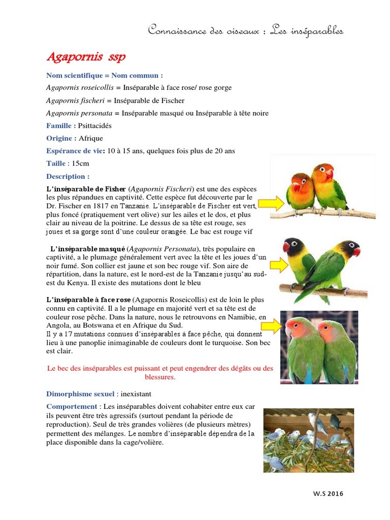 Les Agapornis | PDF | Paraves | Ornithologie