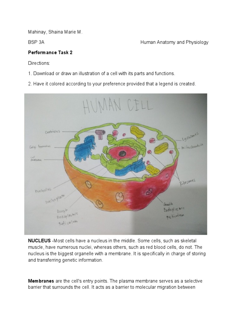 Nselec4 Lab m1p2 Mahinaysm | PDF | Endoplasmic Reticulum | Cell Membrane