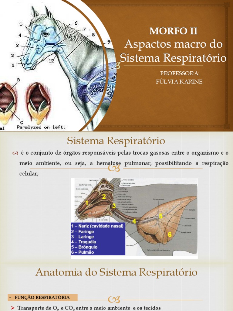 Aula 11 - Aula Sistema Respiratório Morfo II 2020.2 | Download grátis PDF | Sistema respiratório ...