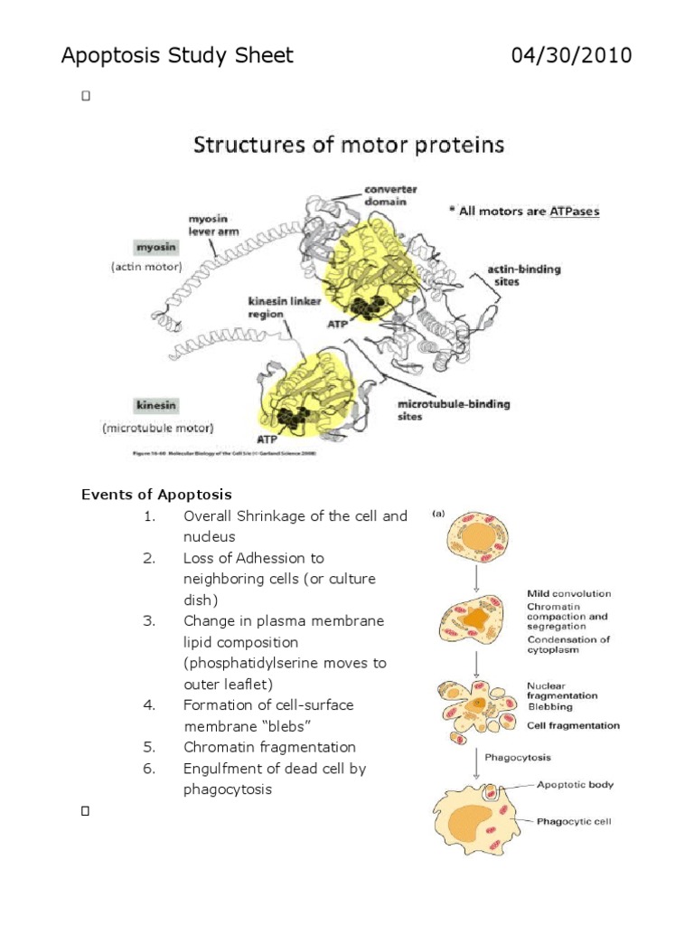 Understanding Apoptosis Mechanisms | PDF | Apoptosis | Caspase