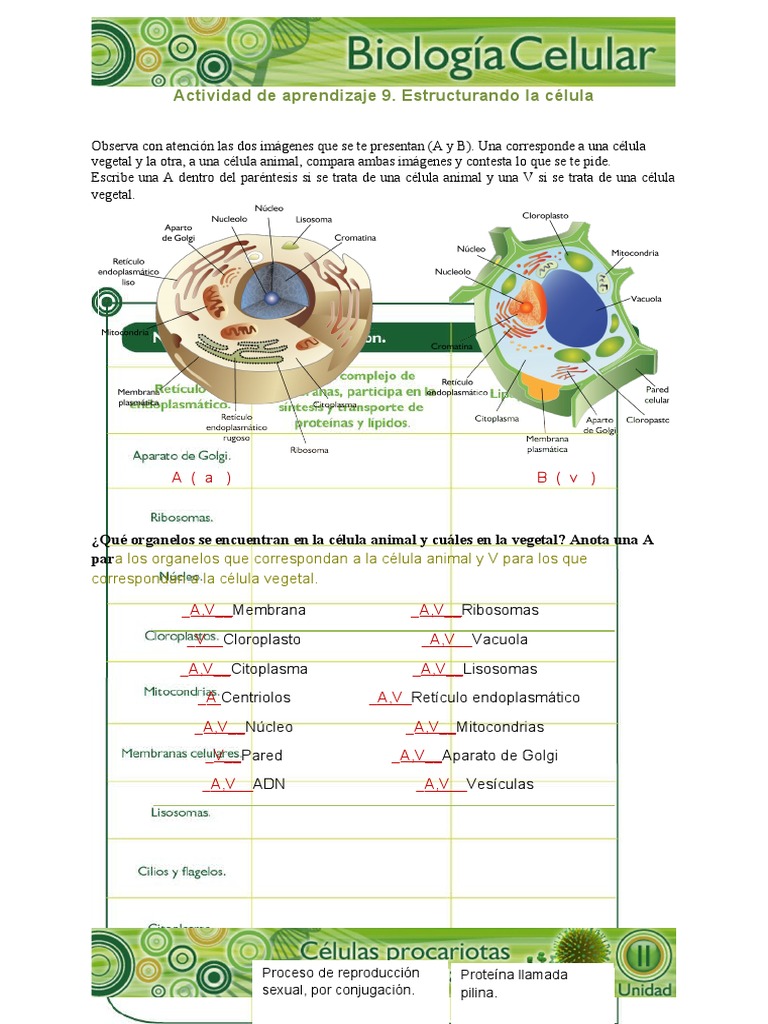 Actividad de Aprendizaje 9. Estructurando La Célula | PDF | Biología ...