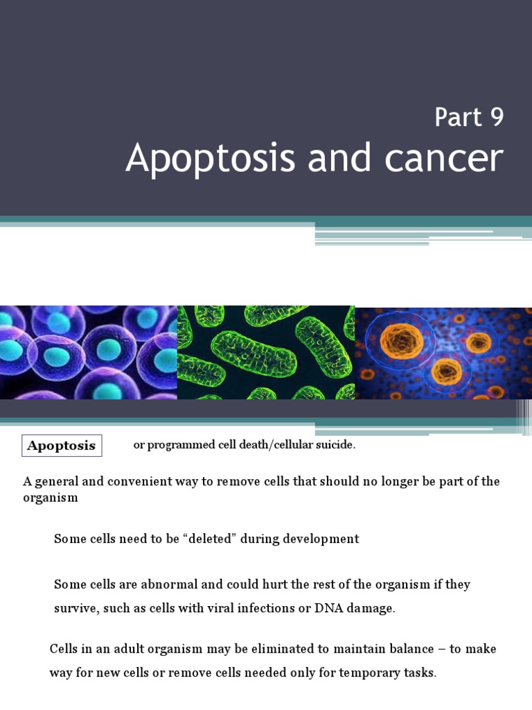 Bio-Lecture 2 - Apoptosis and Cancer | PDF | Apoptosis | Cancer