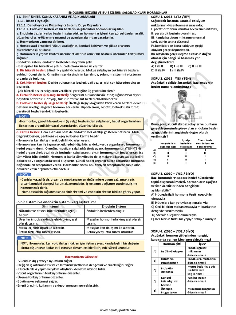 Endokrin Bezler Ve Bu Bezlerin Salgıladıkları Hormonlar | PDF