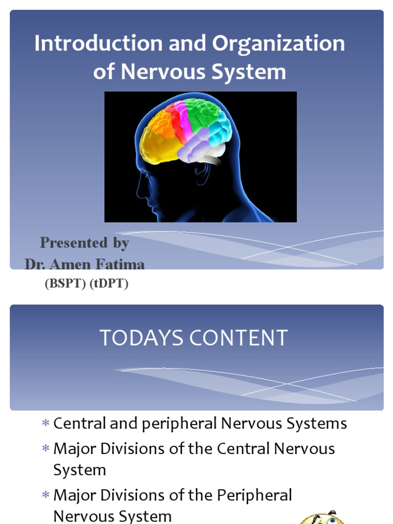 Introduction and Organization of Nervous System: Presented by Dr. Amen ...