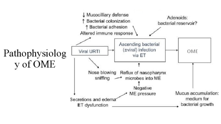 Pathophysiology of OME Explained | PDF