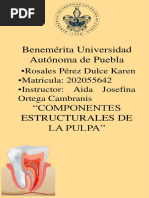 Proceso Alveolar | PDF | Hueso | Anatomía