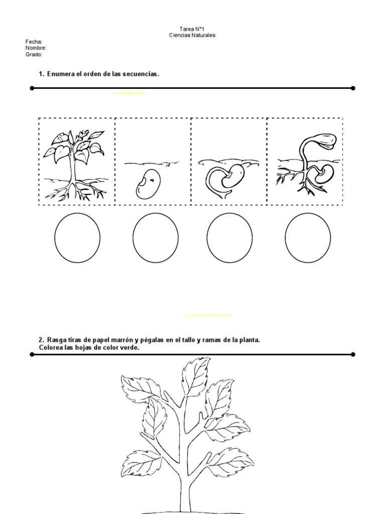 Tarea 1 Las Partes de Las Plantas | PDF