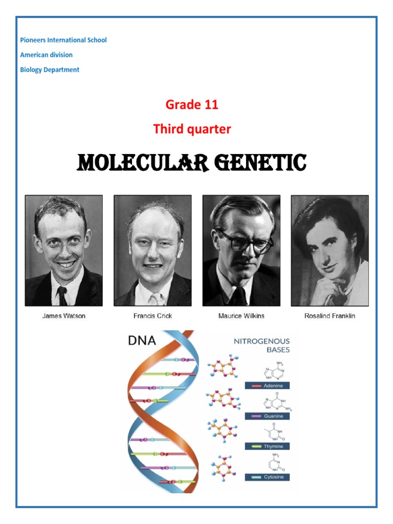 Molecular Genetic: Grade 11 Third Quarter | PDF | Dna | Molecular Biology