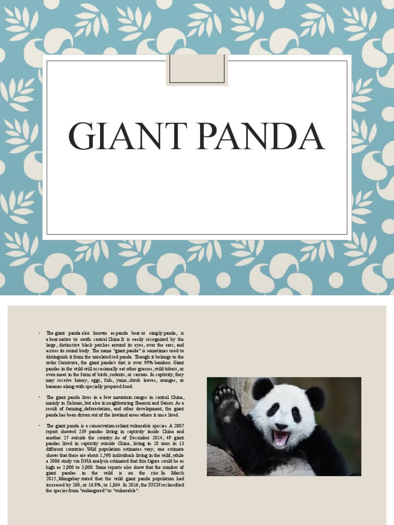 Panda | PDF | Giant Panda | Zoology