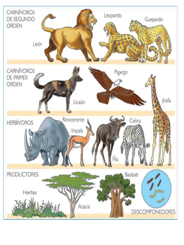 Cadena Trofica | PDF