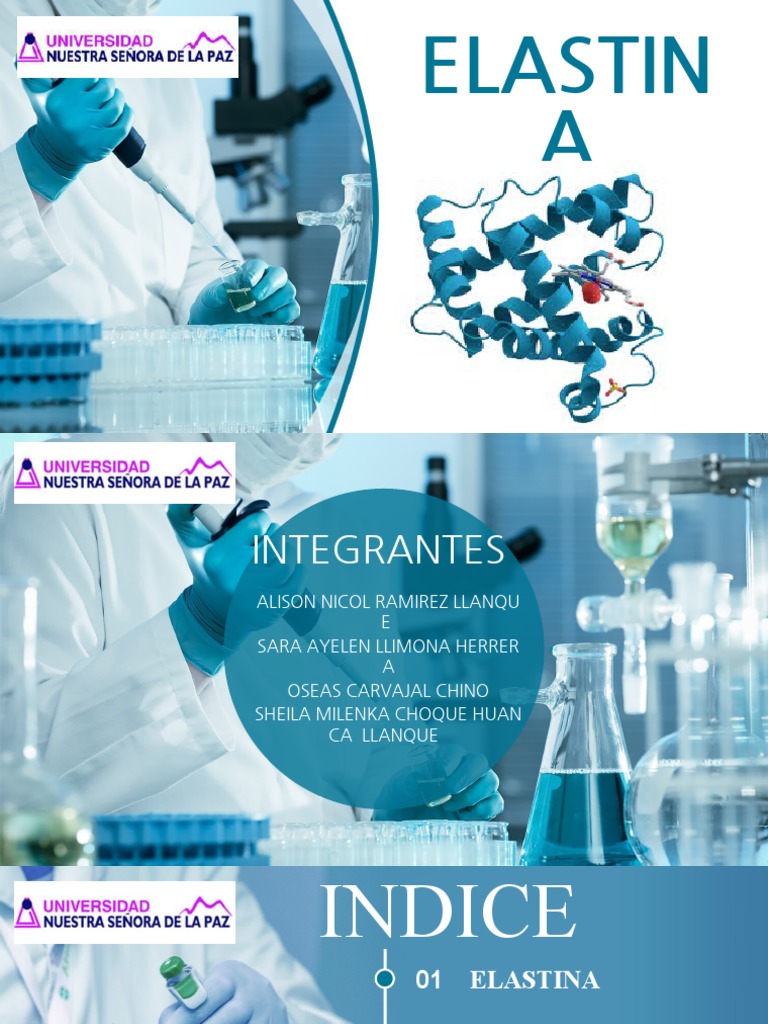 Elastina: Estructura y Función | PDF | Proteínas | Piel