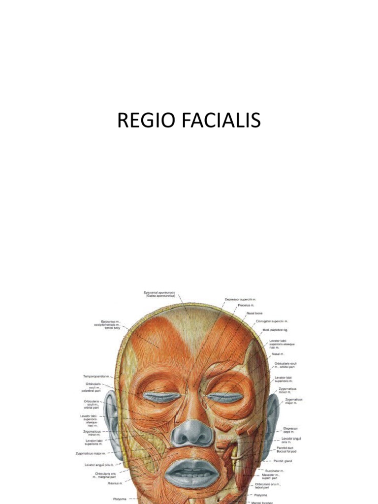 Regio Facialis | PDF