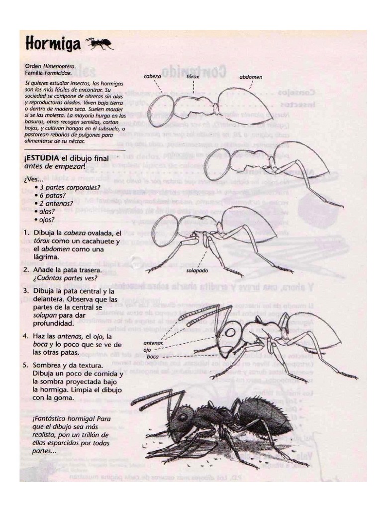 Como Dibujar Insectos | PDF