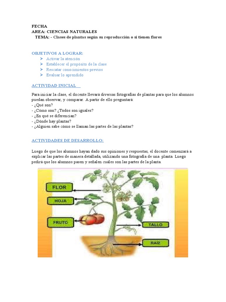 Clase 5 Las Plantas Sus Componentes | PDF | Arte