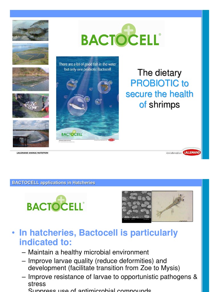 Bactocell Shrimp Hatchery 2011 | PDF | Probiotic | Bacillus