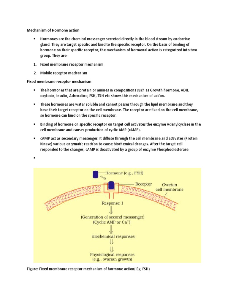 Hormone Action Mechanisms Explained | PDF