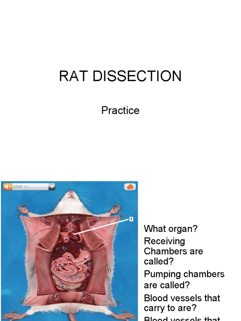 rat-dissection-practice-pdf