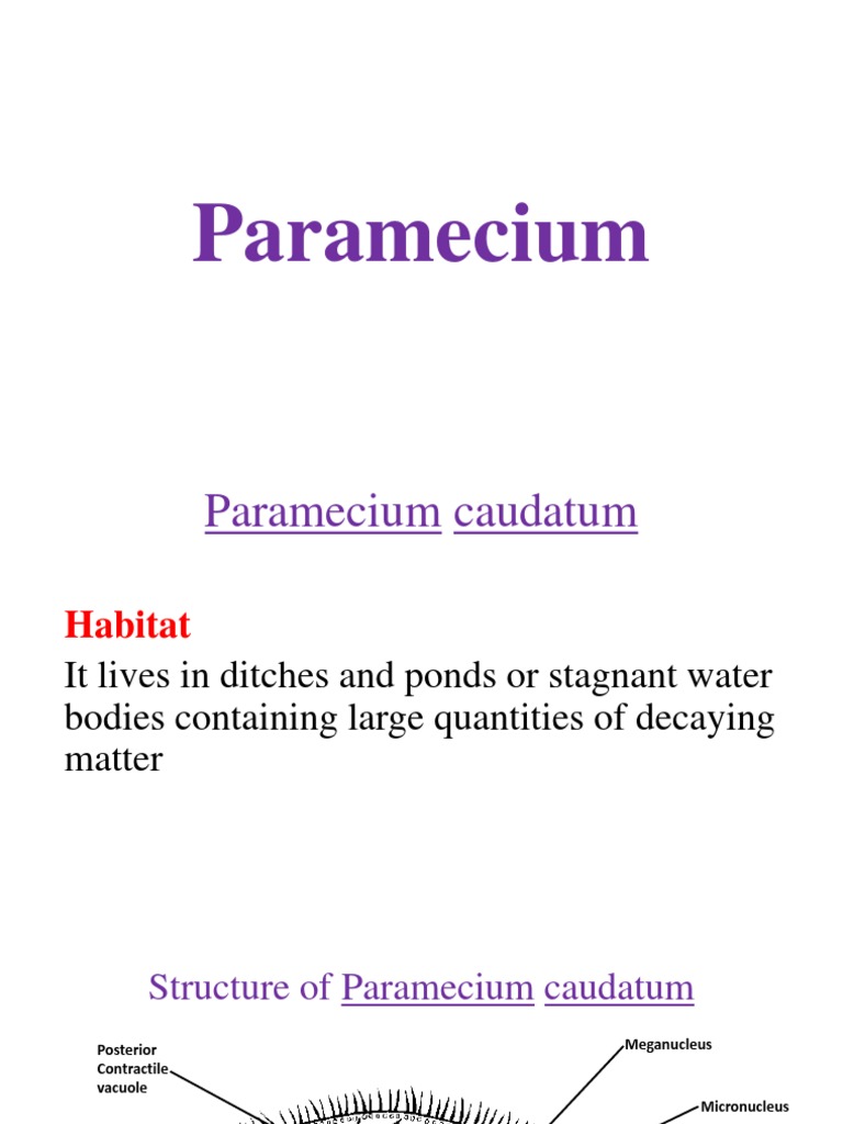Life Processes of Living Thigns (Paramecium) | PDF | Eukaryotes | Zoology