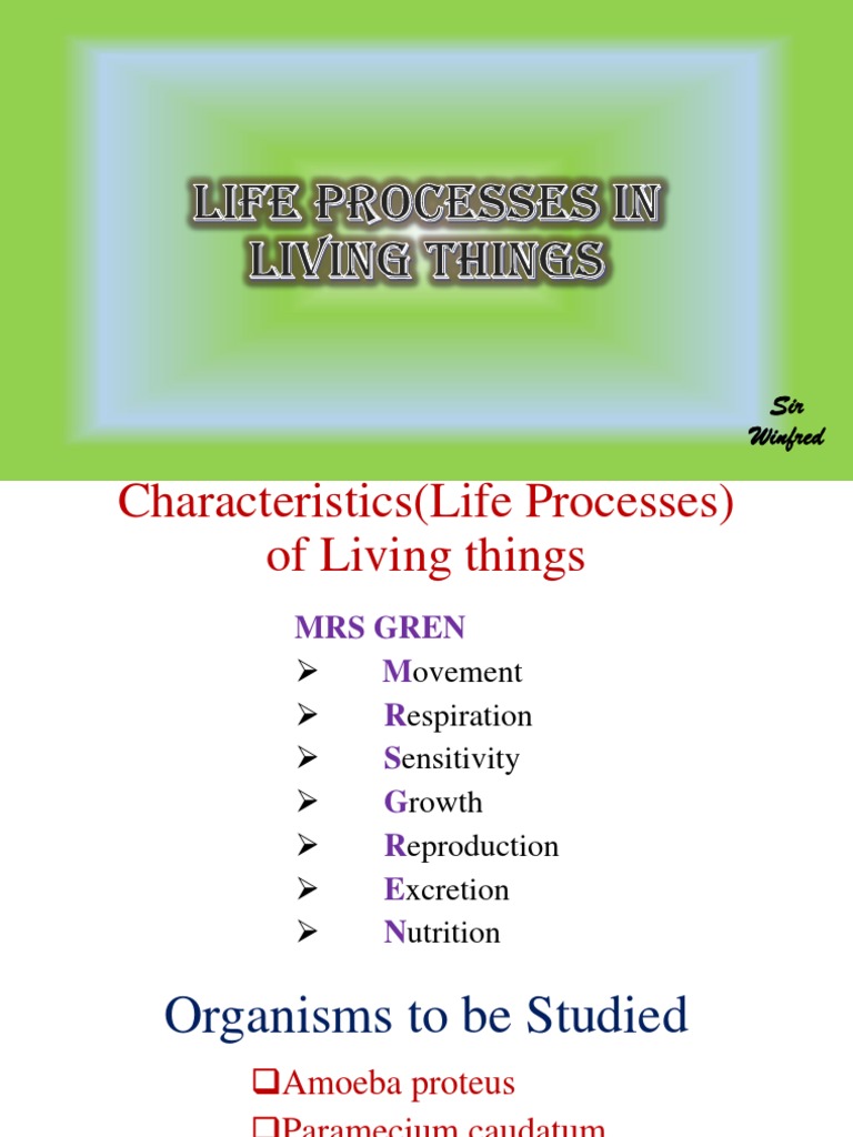 Life Processes of Amoeba Explained | PDF | Vacuole | Biology