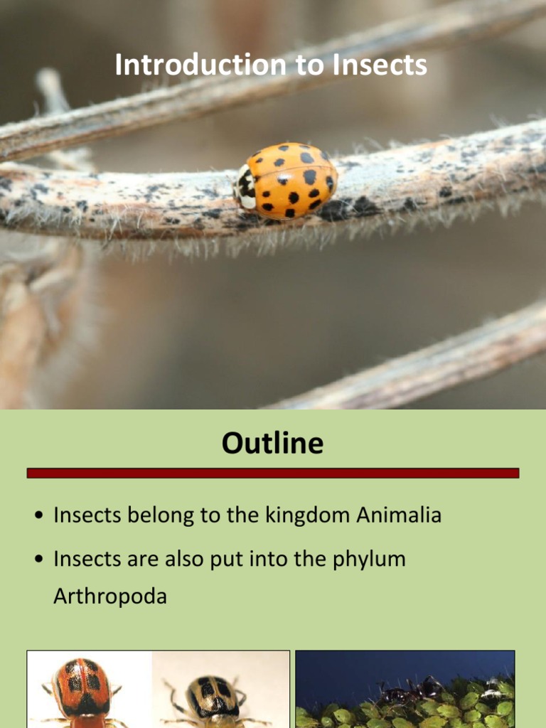 General Features of Insects | PDF | Insects | Pupa