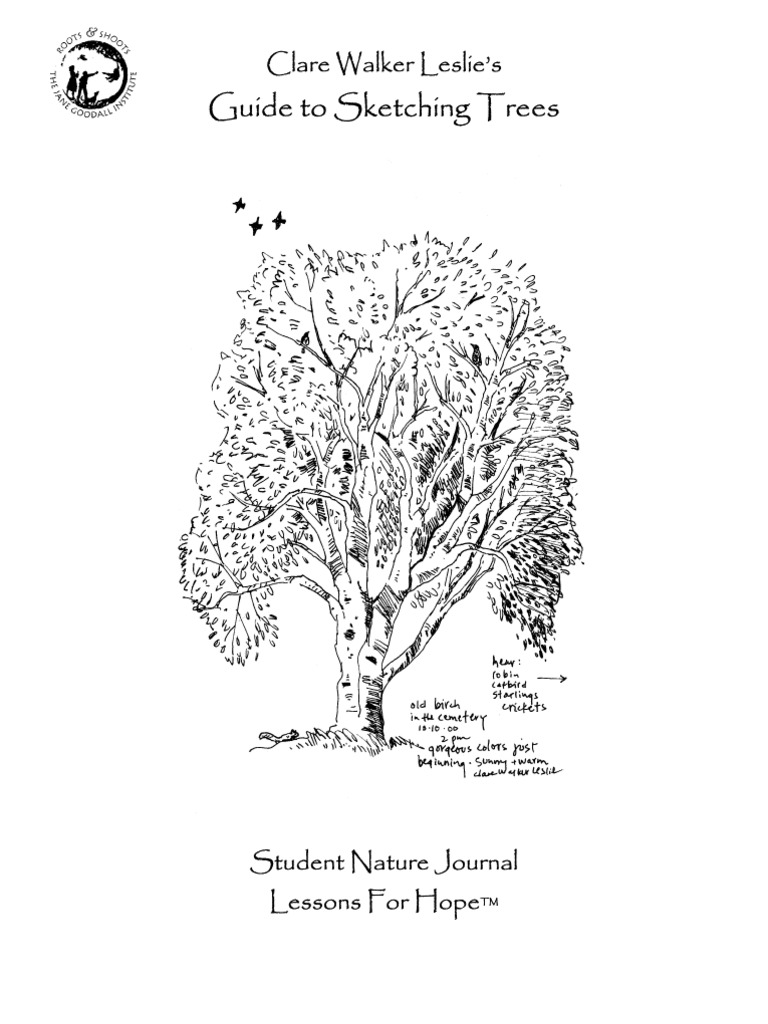 Guide To Tree Sketching PDF | PDF | Trees | Leaf