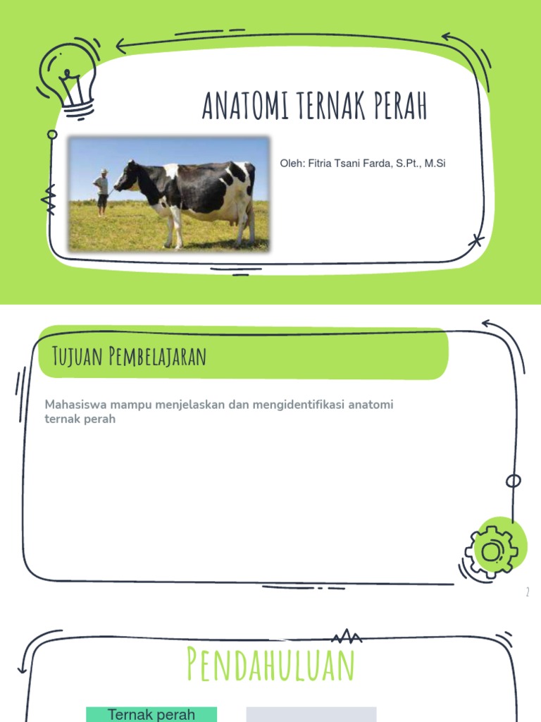 Anatomi Sapi Perah Dan Ambing | PDF