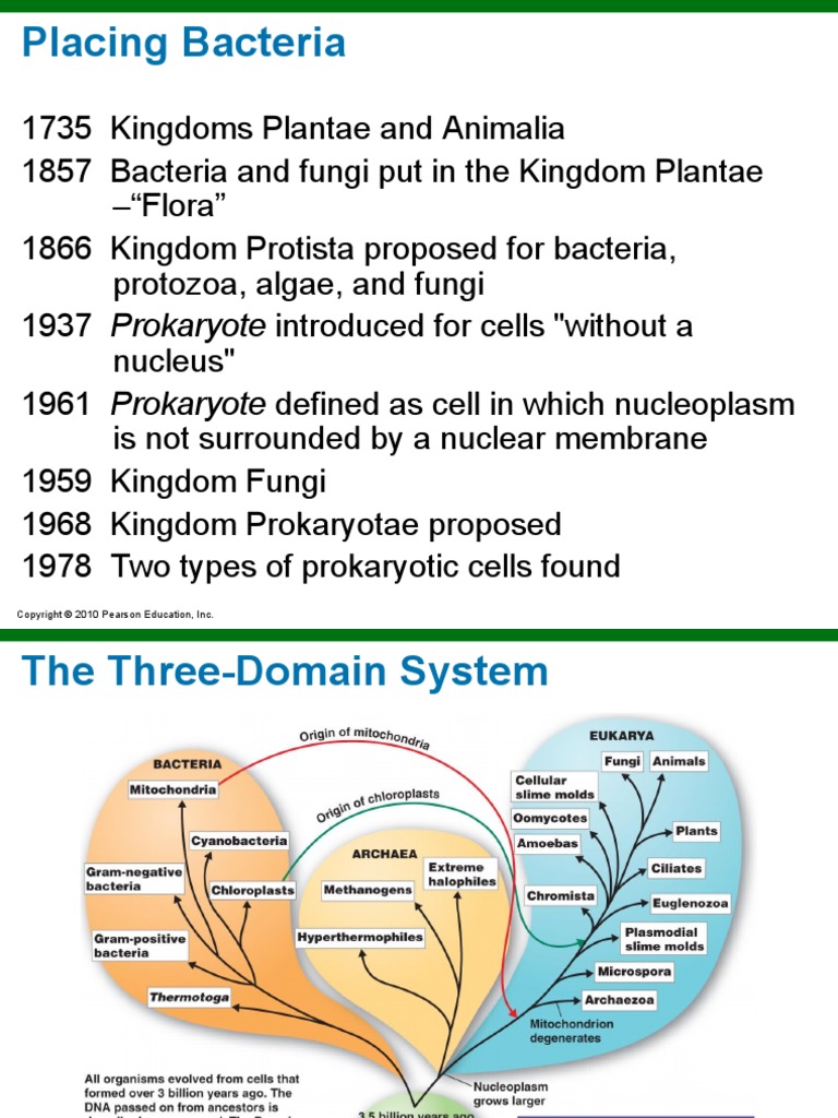 Classification of Microorganisms | PDF | Bacteria | Elisa