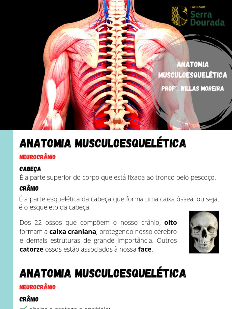 Aula 3 Ossos Do Neurocrânio | PDF | Crânio | Anatomia